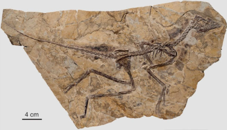 Aurornis | Dinopedia | Fandom