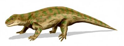 Diadectes | Dinopedia | Fandom