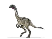 Avimimus | Dinopedia | Fandom