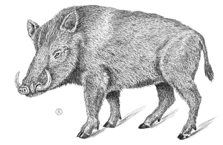 Sus strozzi | Dinopedia | Fandom