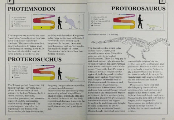 Protemnodon