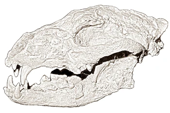 Osbornodon | Dinopedia | Fandom