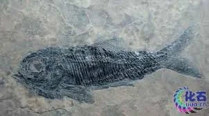 Peltopleurus | Dinopedia | Fandom