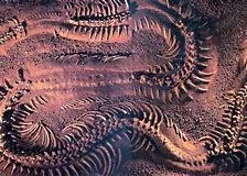 Bluff Downs Giant Python | Dinopedia | Fandom