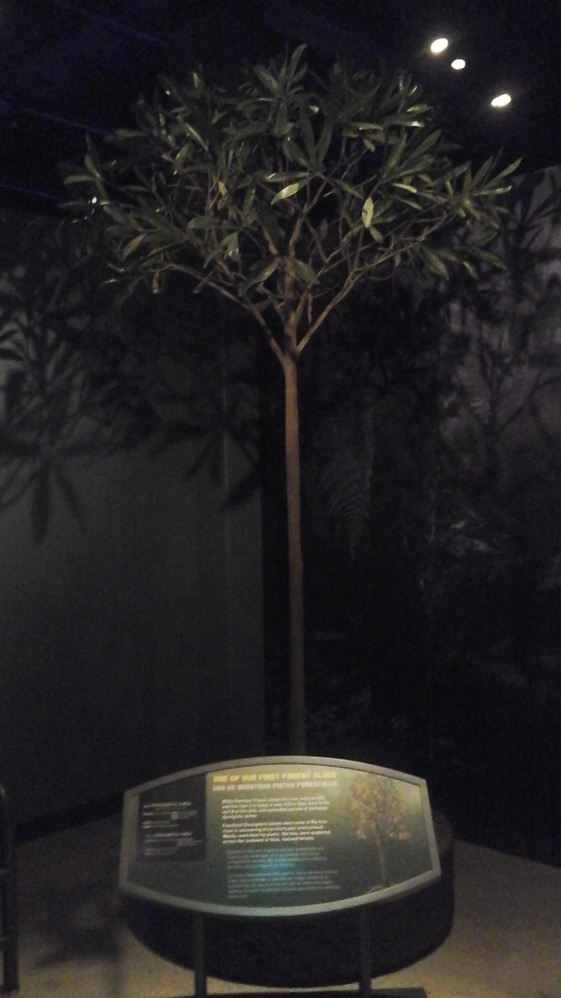 Glossopteris Tree | Dinopedia | Fandom