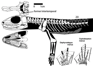 Protorothyrididae | Dinopedia | Fandom