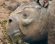Doedicurus | Dinopedia | Fandom
