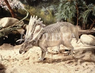 Anchiceratops | Dinopedia | Fandom