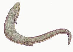 Acherontiscus | Dinopedia | Fandom