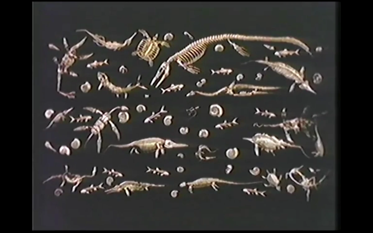 Placochelys | Dinopedia | Fandom