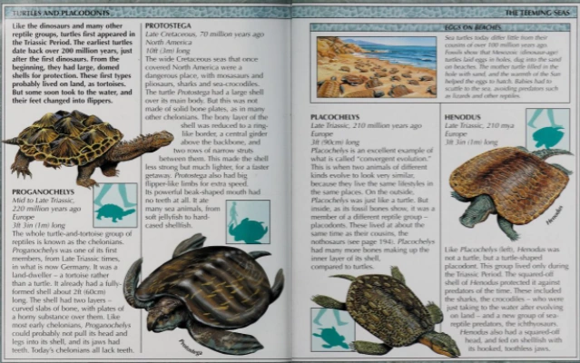 Protostega | Dinopedia | Fandom