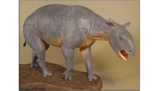 Amynodon | Dinopedia | Fandom