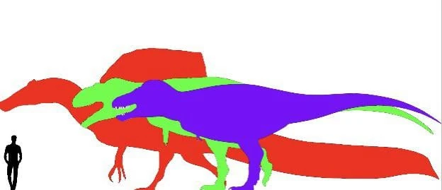 Spinosauridae | Dinopedia | Fandom