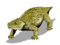 Pareiasauridae | Dinopedia | Fandom