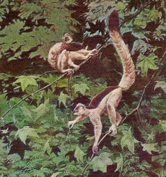 Smilodectes | Dinopedia | Fandom