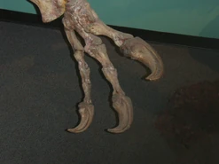 Suchomimus | Dinopedia | Fandom