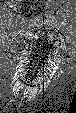 Olenoides | Dinopedia | Fandom