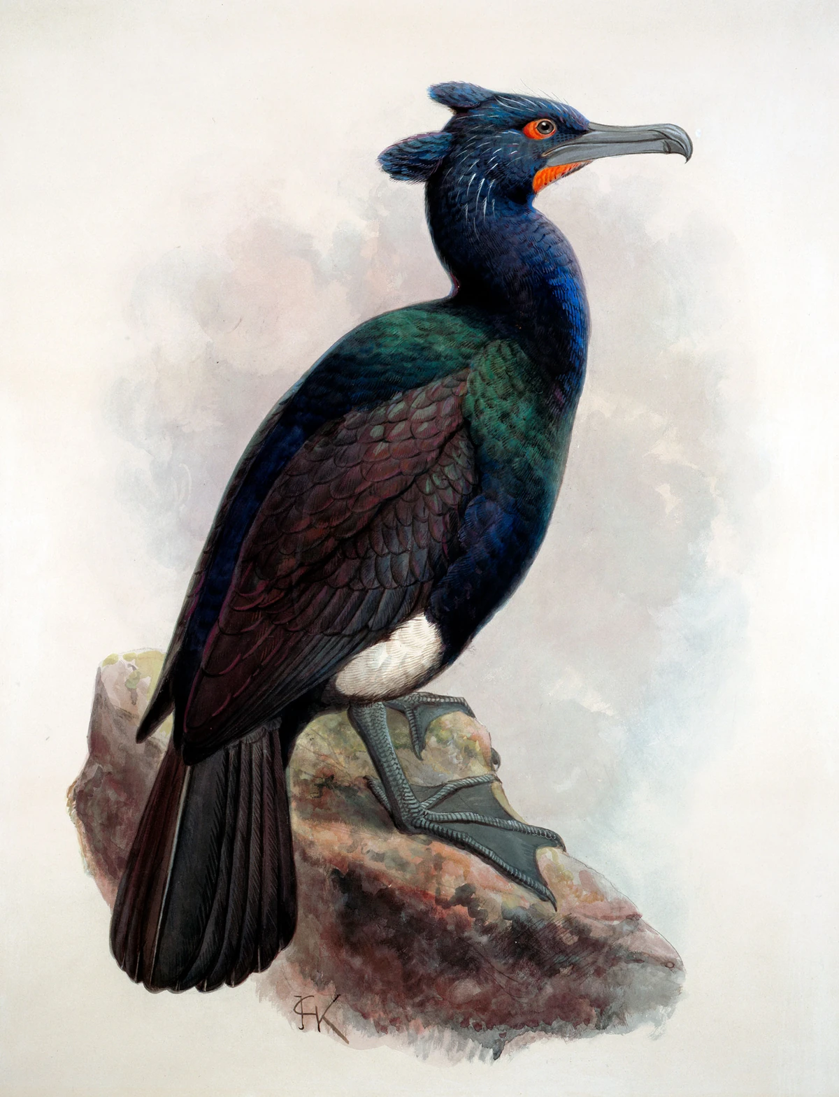 Spectacled Cormorant | Dinopedia | Fandom