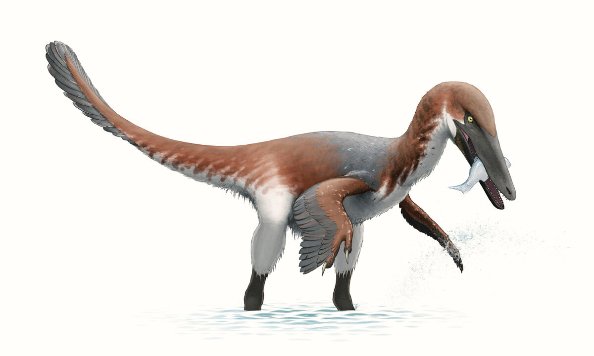 Austroraptor | Dinopedia | Fandom
