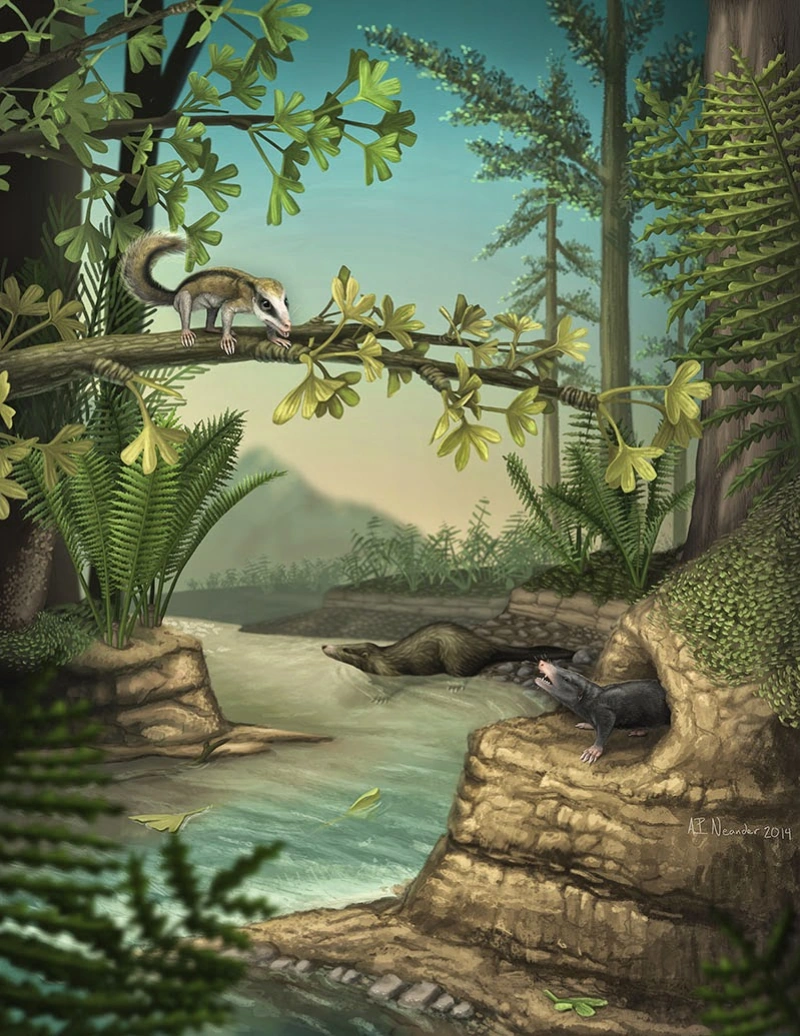 Agilodocodon | Dinopedia | Fandom