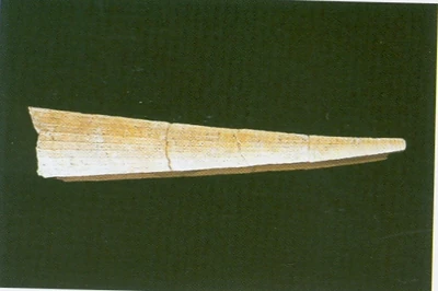 Kionoceras | Dinopedia | Fandom