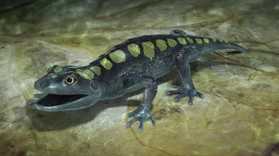Discuss Everything About Dinopedia | Fandom