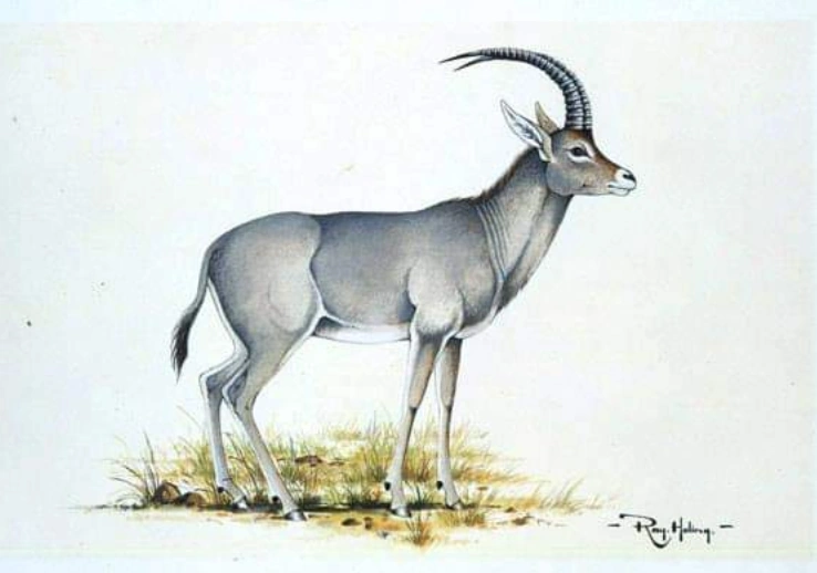 Bluebuck | Dinopedia | Fandom