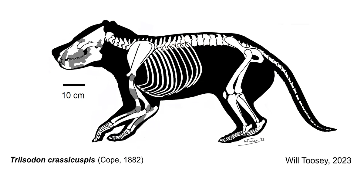 Triisodontidae | Dinopedia | Fandom