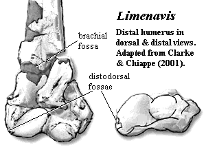 Limenavis | Dinopedia | Fandom