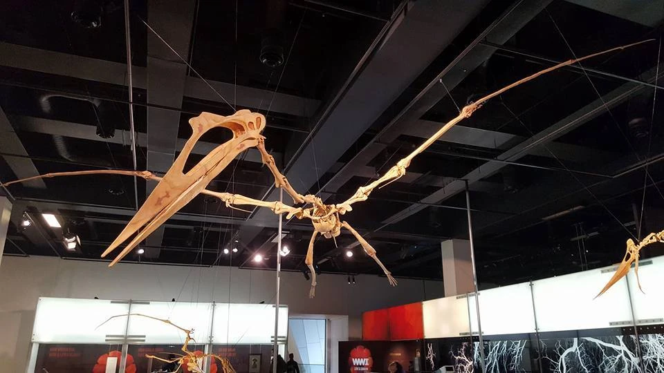 Azhdarchidae | Dinopedia | Fandom