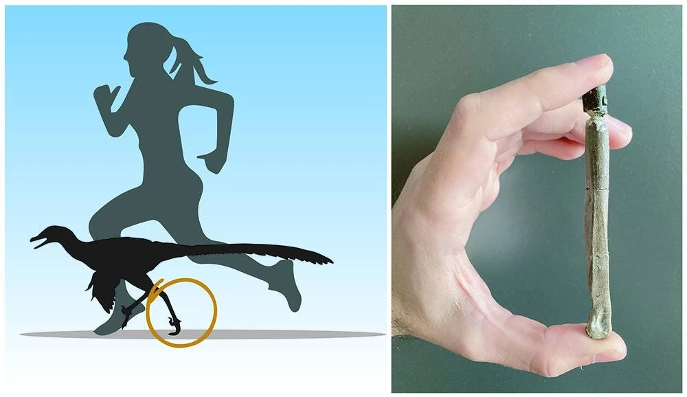 Tamarro | Dinopedia | Fandom