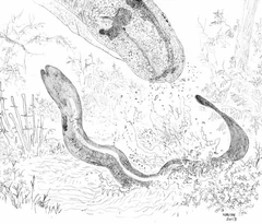 Habrosaurus | Dinopedia | Fandom