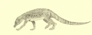 Protosuchus | Dinopedia | Fandom