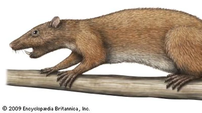 Discuss Everything About Dinopedia | Fandom