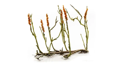 Zosterophyllum | Dinopedia | Fandom