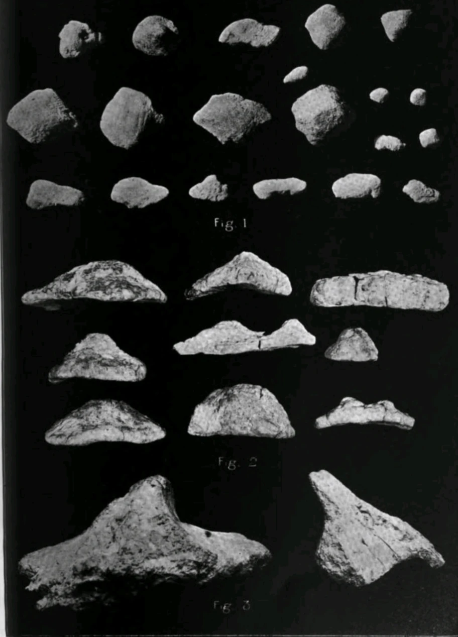 Lametasaurus | Dinopedia | Fandom