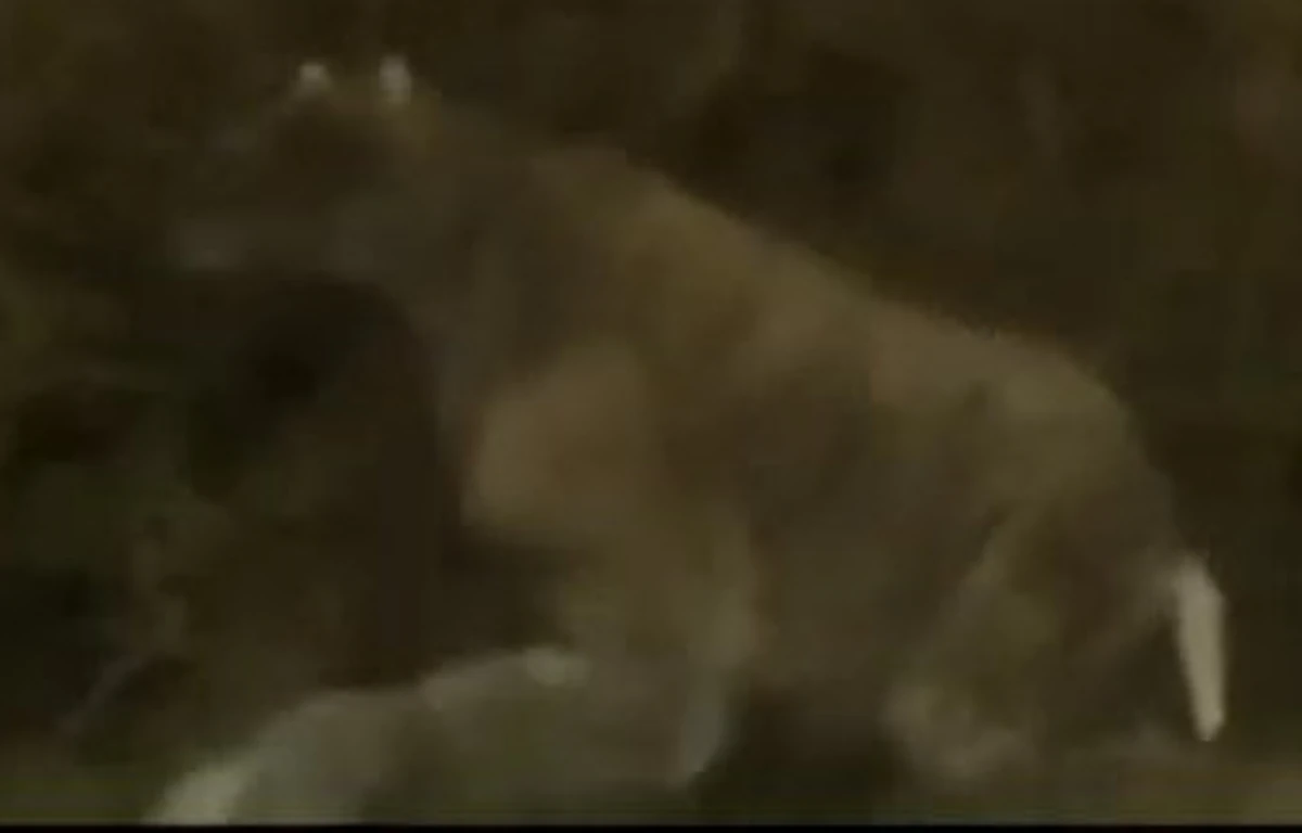 Moropus | Dinopedia | Fandom