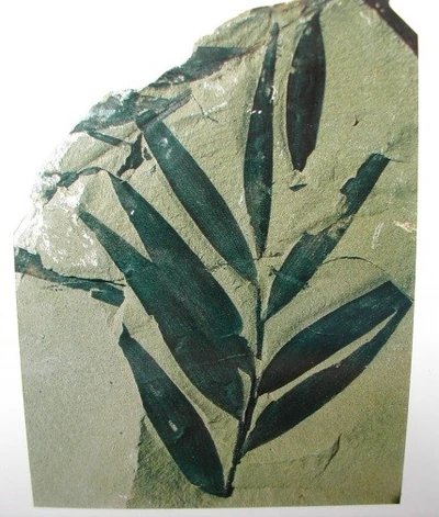 Podozamites | Dinopedia | Fandom