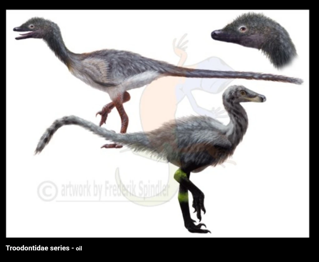 Troodontidae | Dinopedia | Fandom