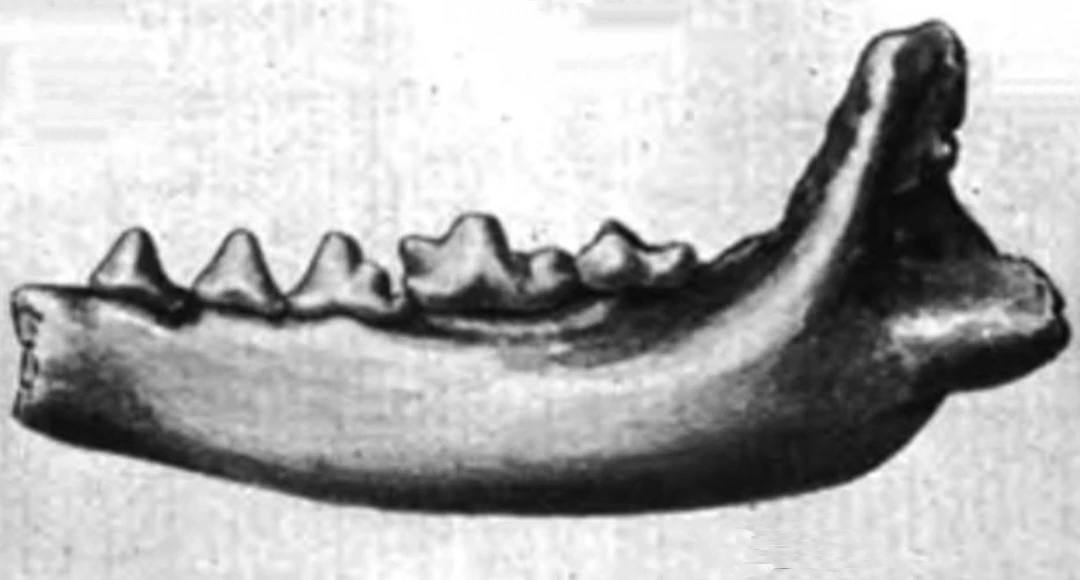 Prototocyon | Dinopedia | Fandom