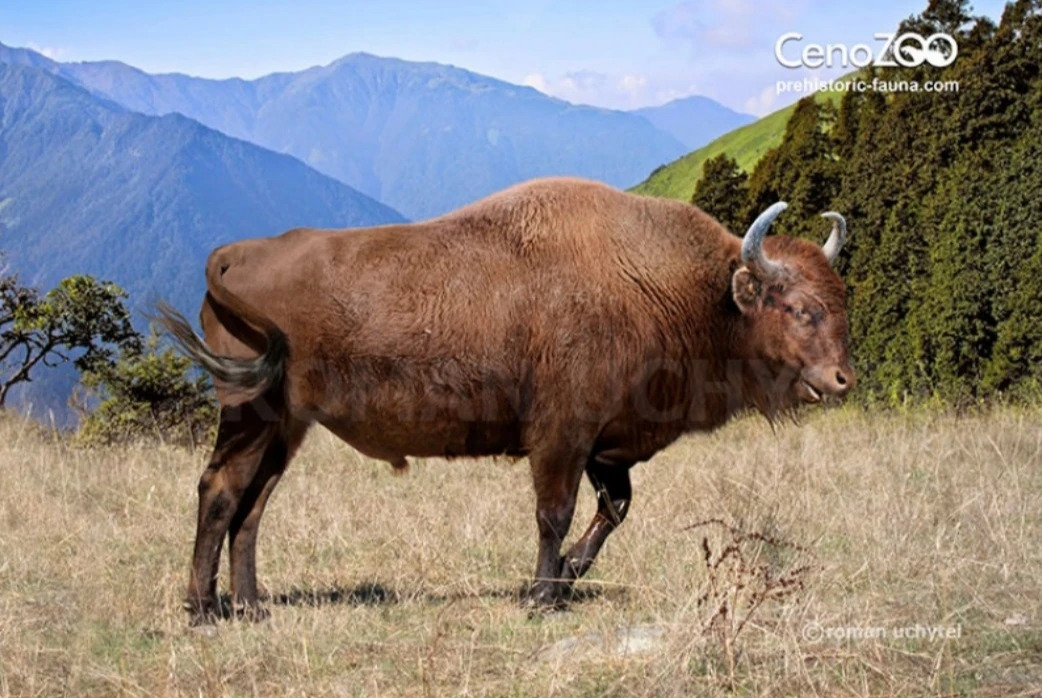 Bison sivalensis | Dinopedia | Fandom