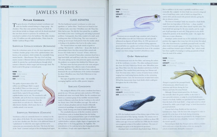 Promissum | Dinopedia | Fandom