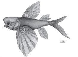 Potanichthys | Dinopedia | Fandom