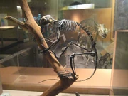 Smilodectes | Dinopedia | Fandom