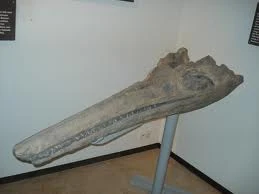 Leptonectidae | Dinopedia | Fandom