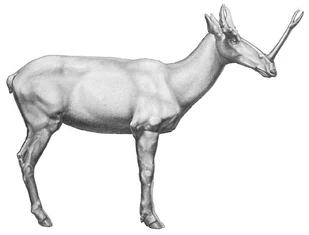 Prosynthetoceras | Dinopedia | Fandom