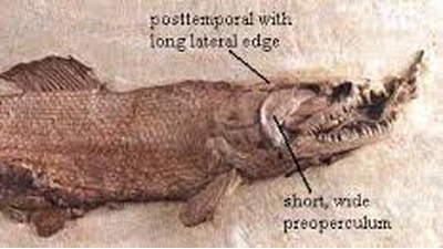 Discuss Everything About Dinopedia | Fandom