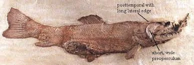 Discuss Everything About Dinopedia | Fandom