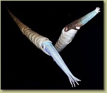 Baculitidae | Dinopedia | Fandom