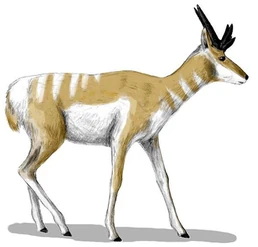 Hayoceros | Dinopedia | Fandom